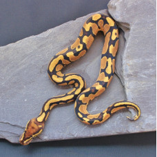 Royal Python (Fire) - GLRP24fire | GlobalGeckos.co.uk